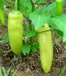 Sorte slatke paprike s debelim zidom za otvoreno tlo