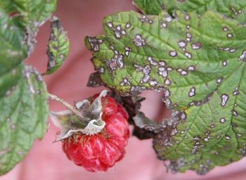 Raspberry: diseases and pests in pictures