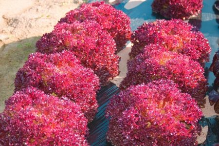 Lollo Rossa salad: description, benefits and harm, photo, growing from ...