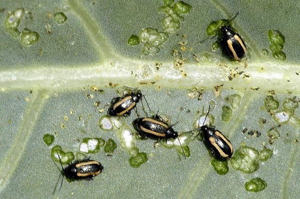 How to get rid of black midges on cabbage folk remedies