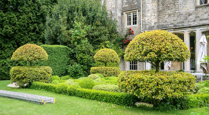 Cvjetni grmlje za vrtne trajnice fotografija s imenima