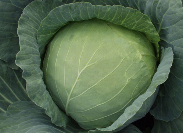 Mga uri ng repolyo para sa salting, pag-aatsara, at imbakan para sa ...