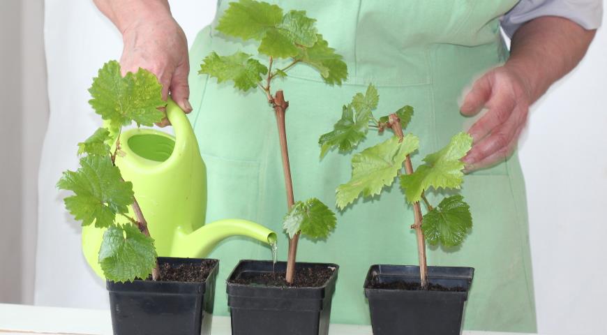 How to propagate grapes in summer and autumn at home: layering, cuttings