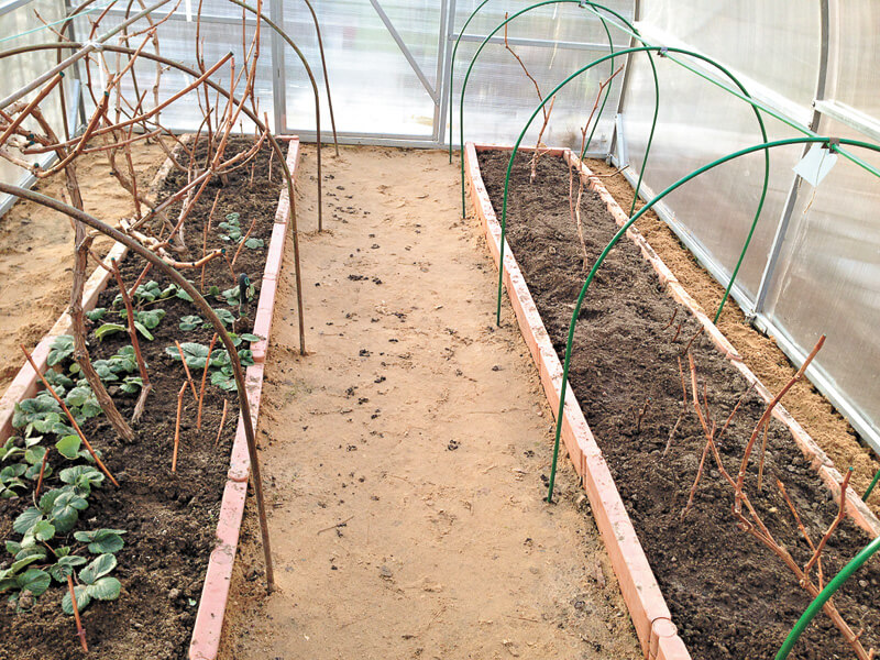 Druiven in een kas: teelt, functies, planten en verzorging, beoordelingen