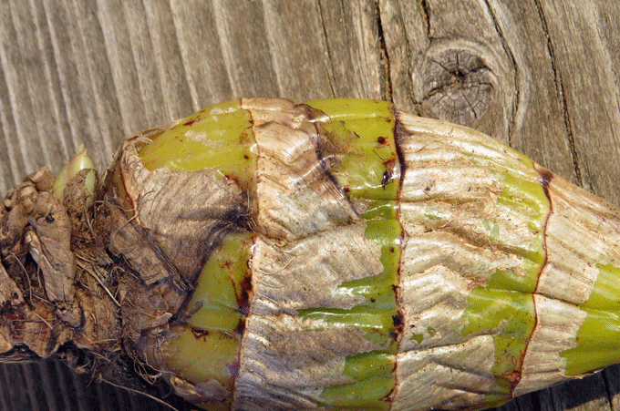 How to plant an orchid from a bulb from Vietnam: features, proper care ...