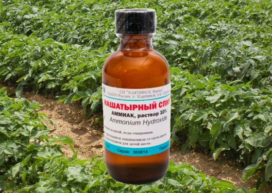 Pomidorų amoniakas: kaip jis veikia ir kodėl naudojamas