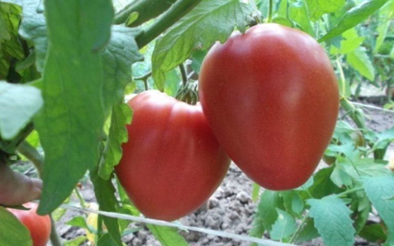 Heart-shaped varieties of tomatoes with photos and descriptions ...